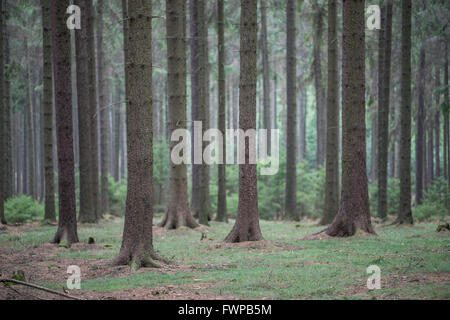 Northern European spruce tree trees forest in the early spring Stock ...