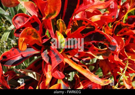 Red and yellow corkscrew fire croton tropical plant Stock Photo - Alamy