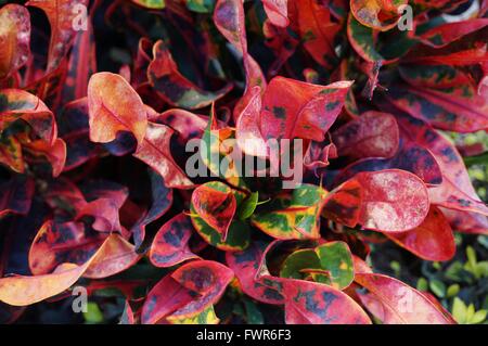 Red and yellow corkscrew fire croton tropical plant Stock Photo - Alamy