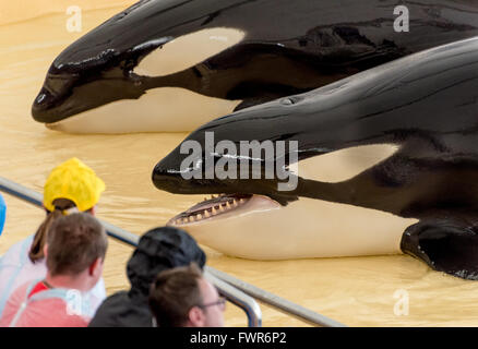 killer whales or orca (Orcinus orca) performing at Loro Parque ...