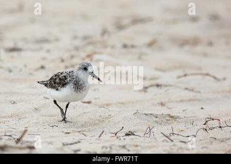 A Sanderling walking on the sandy beach by the water Stock Photo - Alamy
