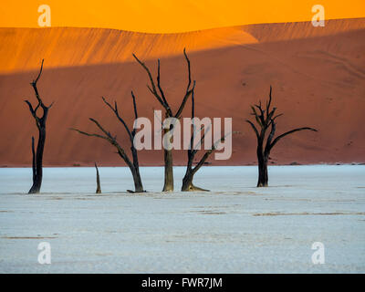 Sand dunes, Camel thorn trees (Vachellia erioloba) at the front ...