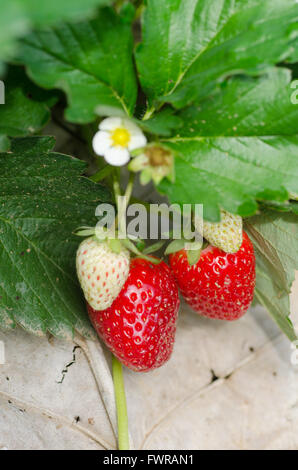 Strawberry bush growing on a garden bed Stock Photo - Alamy