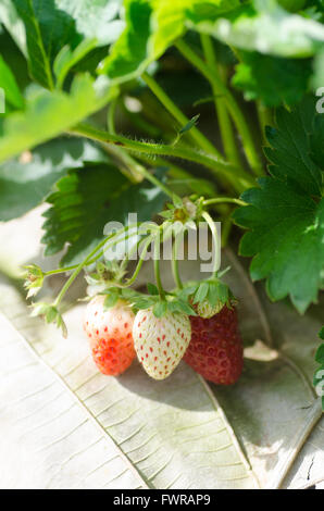Fresh ripe strawberry on the vine Stock Photo - Alamy