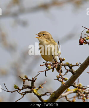 Common Chiffchaff (Phylloscopus collybita) calling Norfolk February ...
