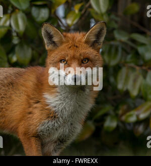 Wild, urban red fox (Vulpes vulpes) isolated in the dark, scavenging in ...