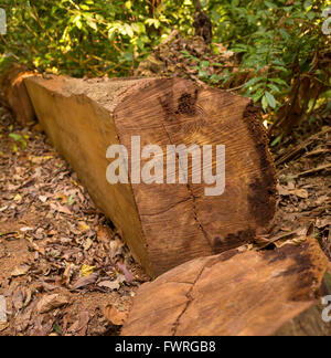 OSA PENINSULA, COSTA RICA - Blood wood tree, sangrillo colorado, cut ...