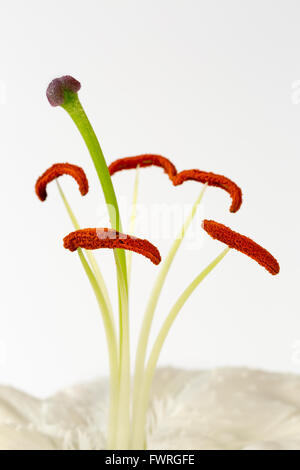 Close up image of stamens and stigma on lily flower Stock Photo - Alamy