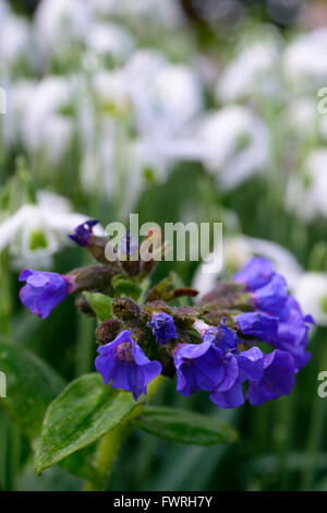 pulmonaria blur ensign galanthus cordelia spring flower flowers ...