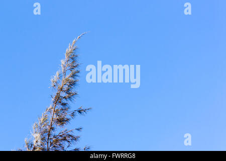 Cedar pine tree crest on against blue clear sky backdrop Stock Photo ...