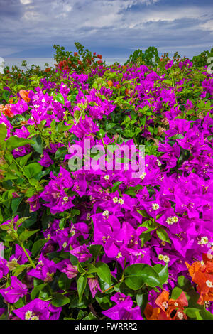 Sea Vines at the Beach The beautiful vines grow in the sand at this ...