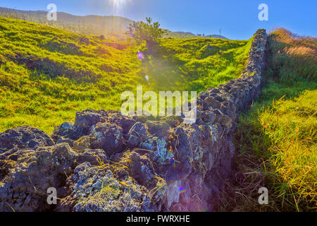 stone fence and pasture, upcountry, Maui Stock Photo - Alamy