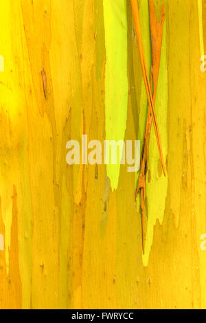 The multi-colored bark of a Eucalyptus tree looks like an abstract ...