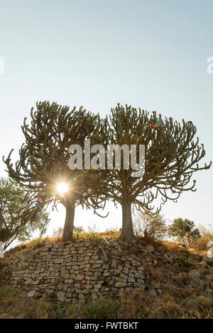 Danan’ombe Monument formerly Dhlo-Dhlo Ruins in Zimbabwe Stock Photo ...
