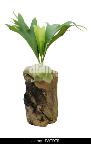 Staghorn fern on stump isolated on white background Stock Photo - Alamy