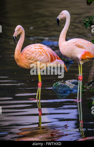 flamingos standing in water of pond Stock Photo - Alamy