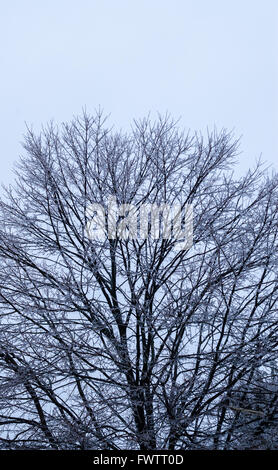 Brown white fractal on black background. Fantasy fractal texture ...