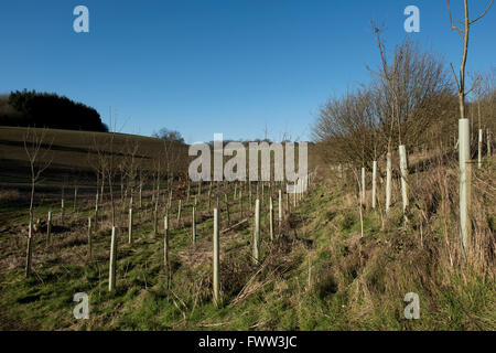 Established young trees with guards in well tended new woodland ...