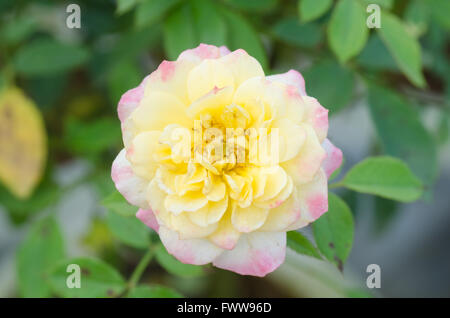 Blooming yellow rose in the garden on a sunny day. Roses Banner Stock ...