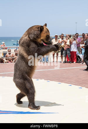 Circus Bear performing in Spain Stock Photo - Alamy