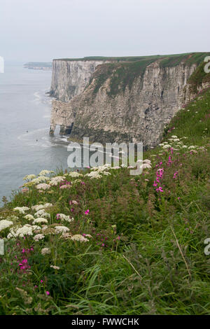 Coastal path from Bempton Cliffs to Flamborough Head with its ...