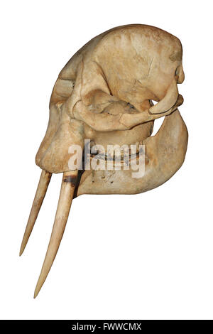 Elephant skulls Stock Photo: 66744763 - Alamy