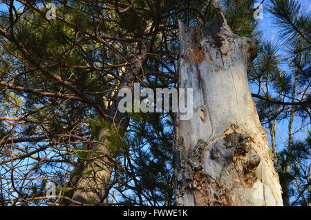 A dead old barkless pine tree, Pinus sylvestris, standing in the forest ...
