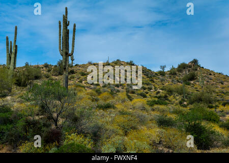 Hidden Treasures in the Arizona Desert Stock Photo - Alamy