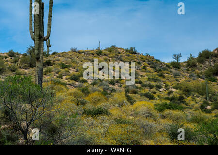 Hidden Treasures in the Arizona Desert Stock Photo - Alamy