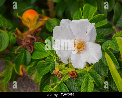 Rose hips on beach rose Stock Photo - Alamy