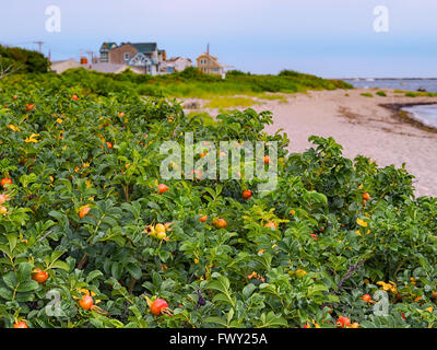 Beach rose rosa rugosa rose hips Stock Photo - Alamy