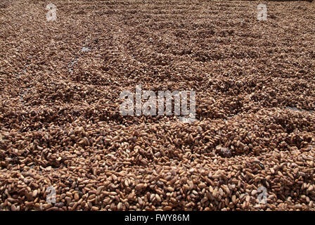 Cocoa nuts drying in the sun in a typical cocoa drying house surrounded ...