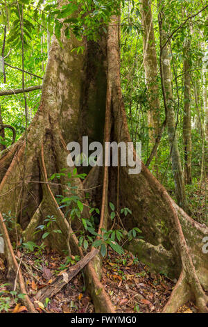 OSA PENINSULA, COSTA RICA - Royal mahogany tree in primary rain forest ...