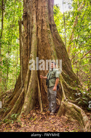 OSA PENINSULA, COSTA RICA - Blood wood tree, sangrillo colorado, cut ...