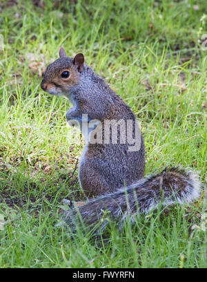 Funny grey american squirrel sitting in a tree on blue sky background ...