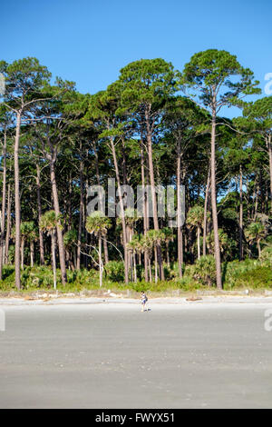 Palmetto palm tree, the state tree of South Carolina and its shadow on ...
