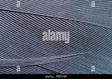 Detail of nice light stork feather texture Stock Photo - Alamy