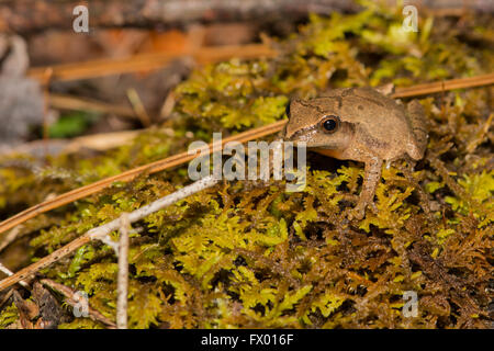 A cute Northern spring peeper frog, Hyla crucifer, climbing on a purple ...