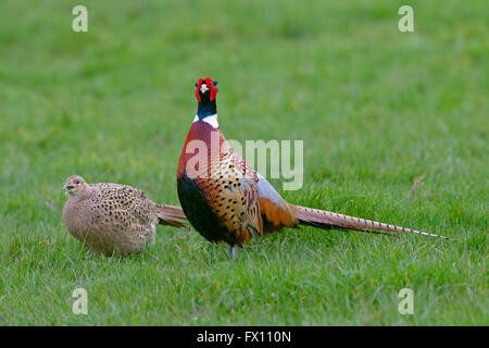 pheasant male and female breeding pair Stock Photo - Alamy