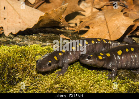 Spotted Salamander moving towards vernal pool Stock Photo - Alamy