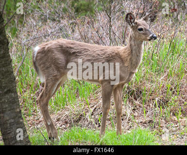 Portrait Side View of Whitetail Doe Stock Photo - Alamy