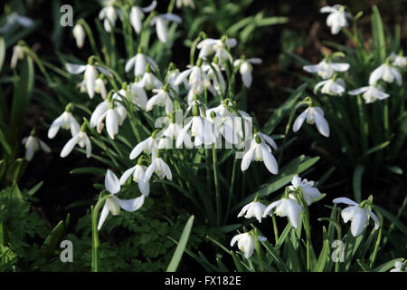 Snowdrops in South Otterington, Northallerton, North Yorkshire Stock ...