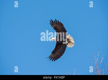 An eagle soars through the air, its wings spread wide and its majestic features on full display ...