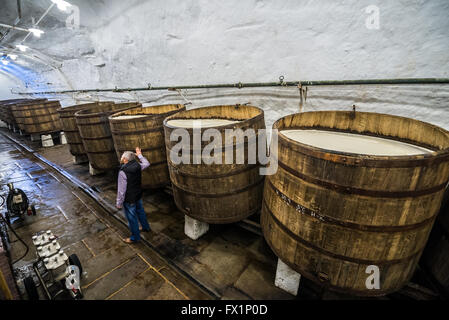 Wooden open fermentation barrels in the historical cellars of Pilsner ...