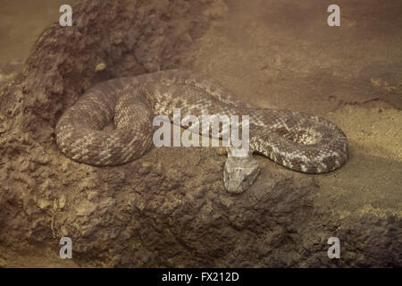 blunt-nosed viper, levantine viper (Macrovipera lebetina obtusa, Daboia ...