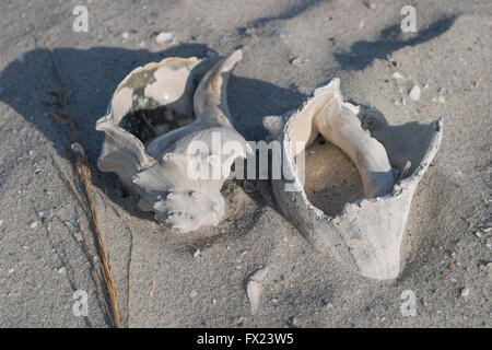 BROKEN SHELLS ON A BEACH, MYRTLE BEACH, SOUTH CAROLINA, USA - DECEMBER ...