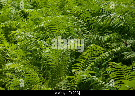 Ferns in Alaskan forest, Alaska, USA Stock Photo - Alamy