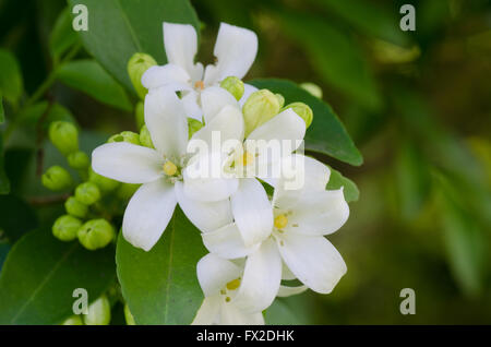 White flower Murraya paniculata or Orang Jessamin on green background ...