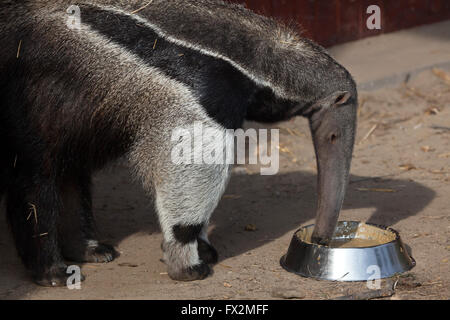 a Giant Anteater (Ant Bear) feeding on ants in the Peruvian Amazon ...