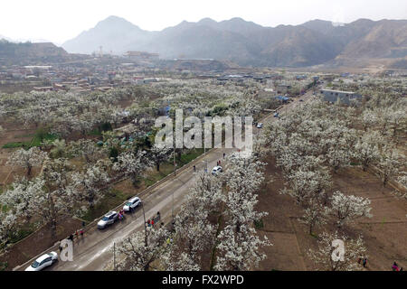 Gaolan, China's Gansu Province. 10th Apr, 2016. Pear flowers are in ...